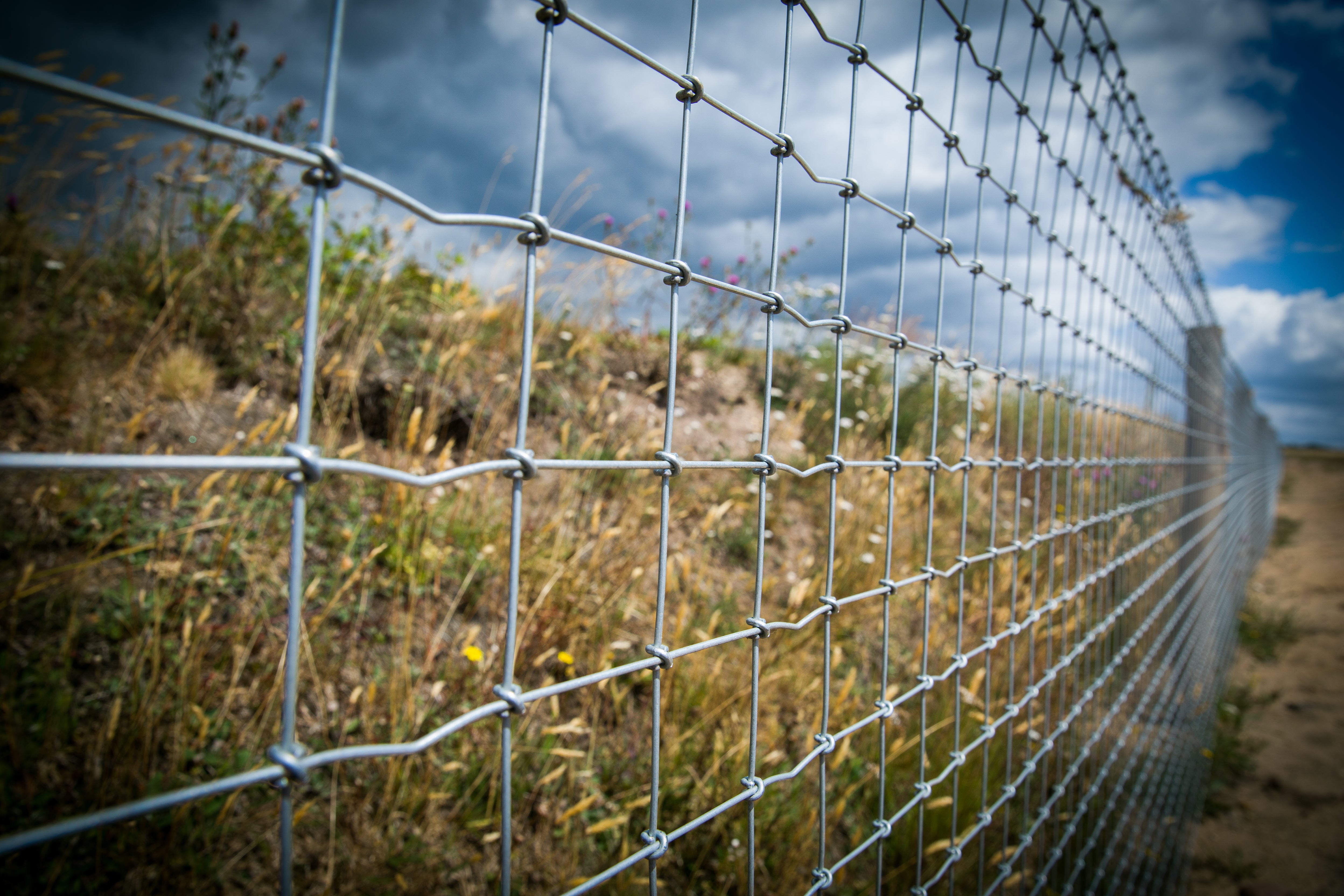 Schapengaas – SCHAPENHEK.NL